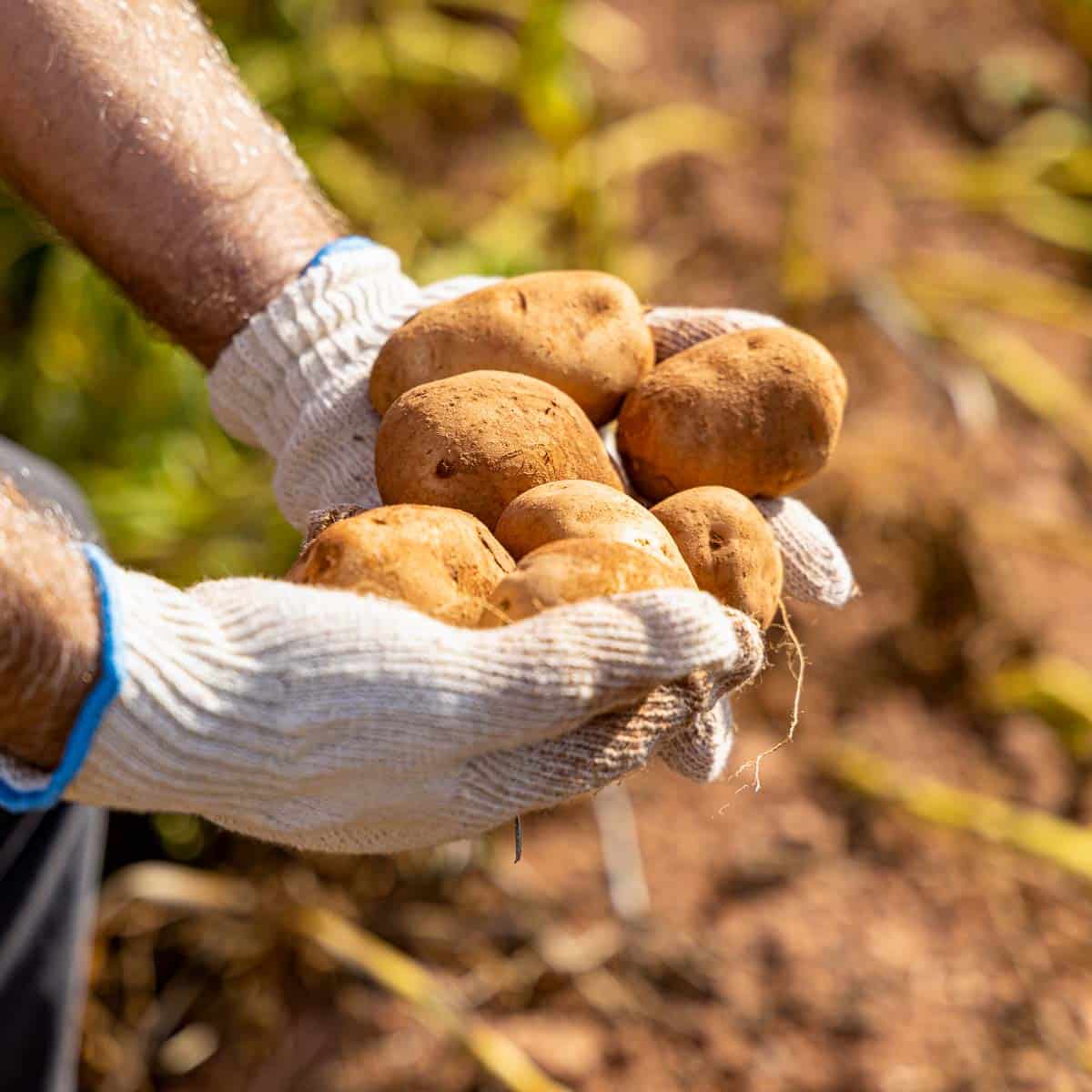 A Foodie's Guide to Prince Edward Island: Exploring Canada’s Food ...